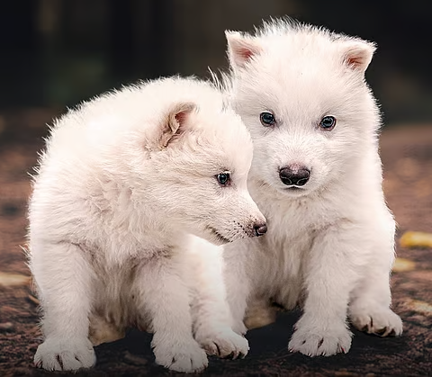 Spooky + Mysterious Aspects of Life: The Dire Wolf No Longer Extinct ...